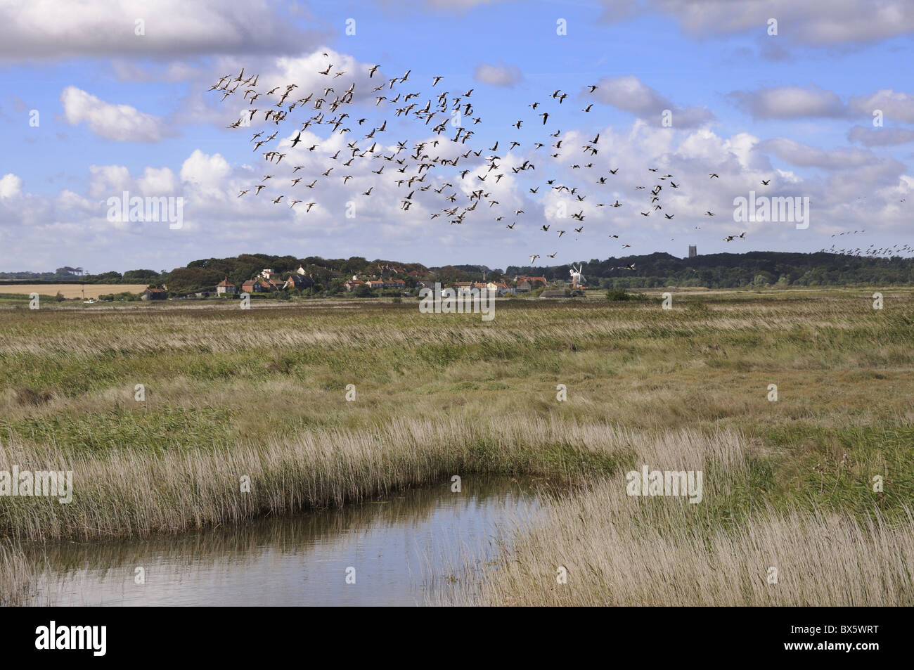 Greylag geese flying over cley nature reserve, North Norfolk, Norfolk ...