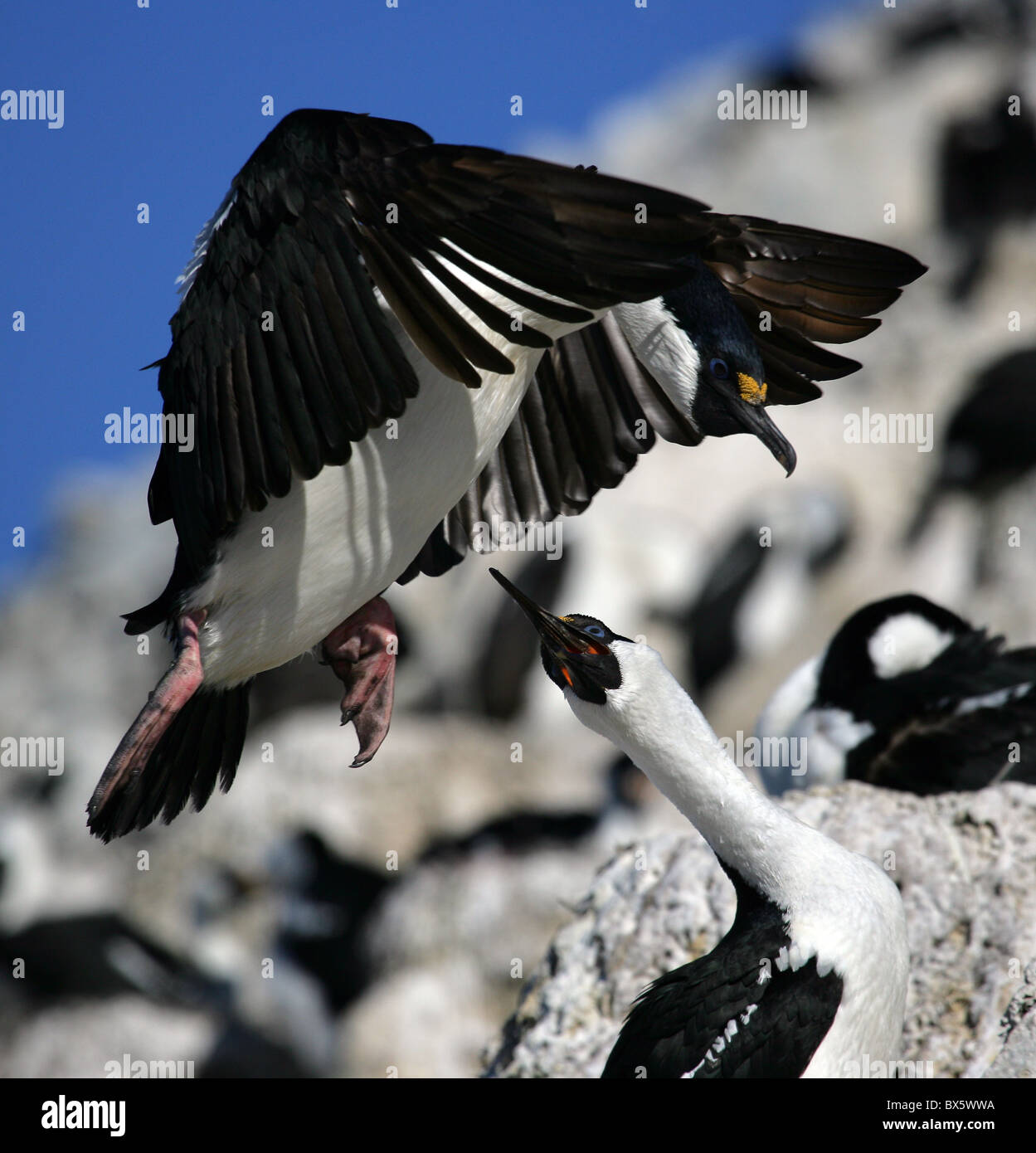 Antarctic shag flying hi-res stock photography and images - Alamy
