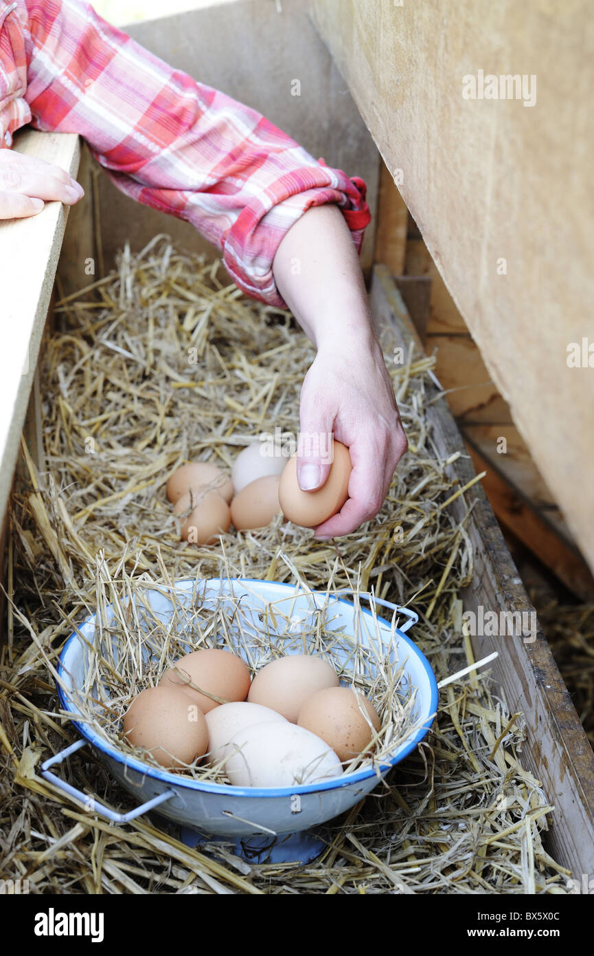 Woman collecting eggs hi-res stock photography and images - Alamy