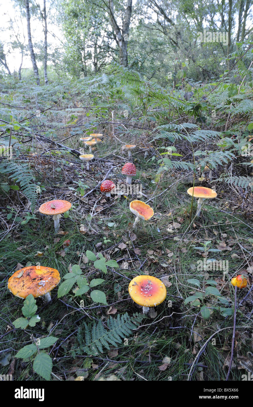 Fungi, fly agaric, amanita muscaria, large group of fruiting bodies in ...