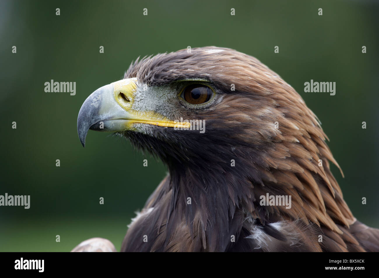 Bird nares hi-res stock photography and images - Alamy