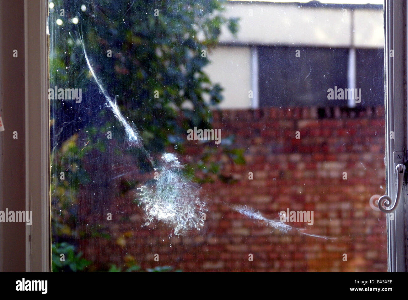 A bird's imprint on window after it flew into the glass Stock Photo - Alamy