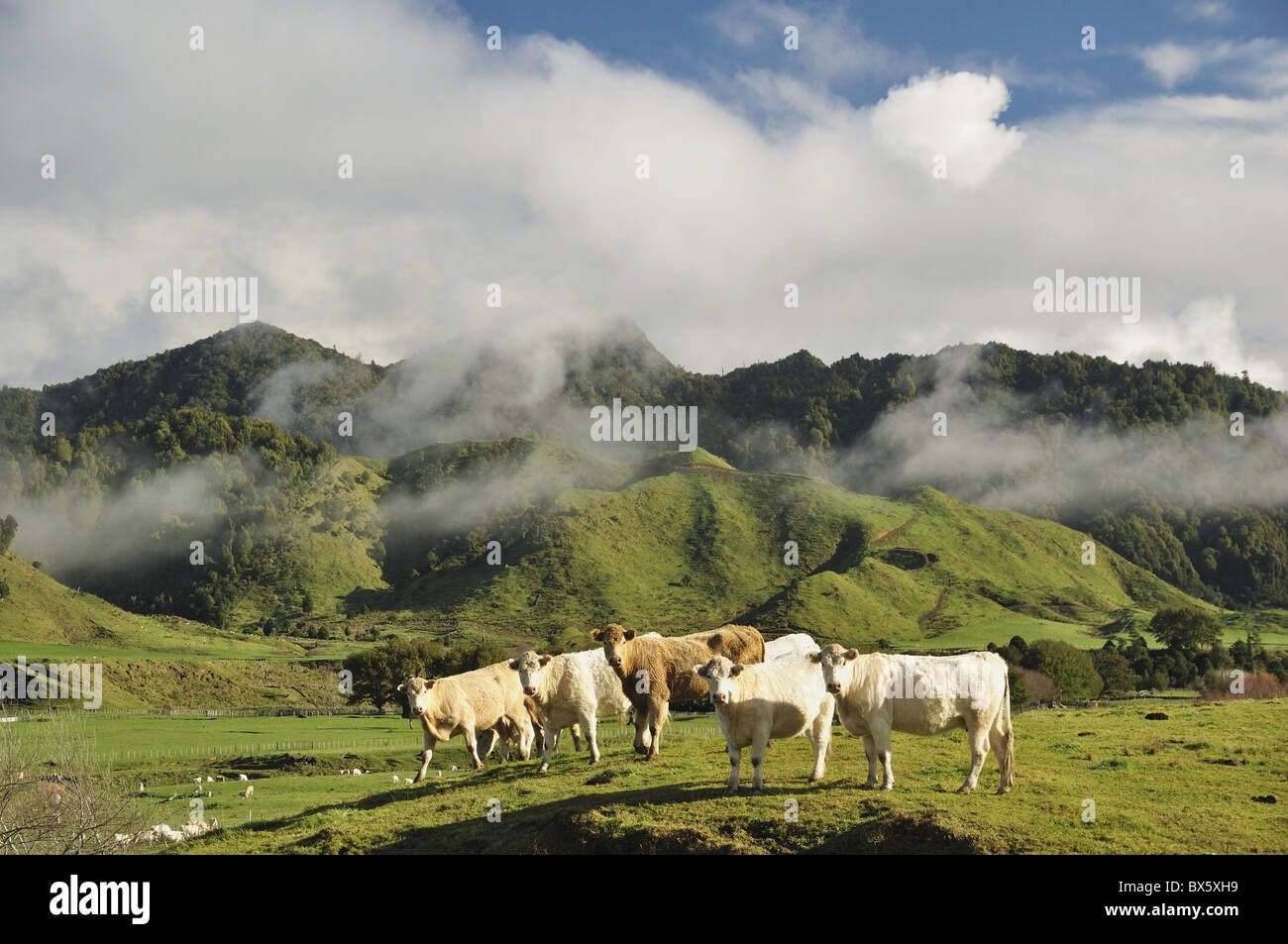 Cows and farmland, near Matawai, Gisborne, North Island, New Zealand ...