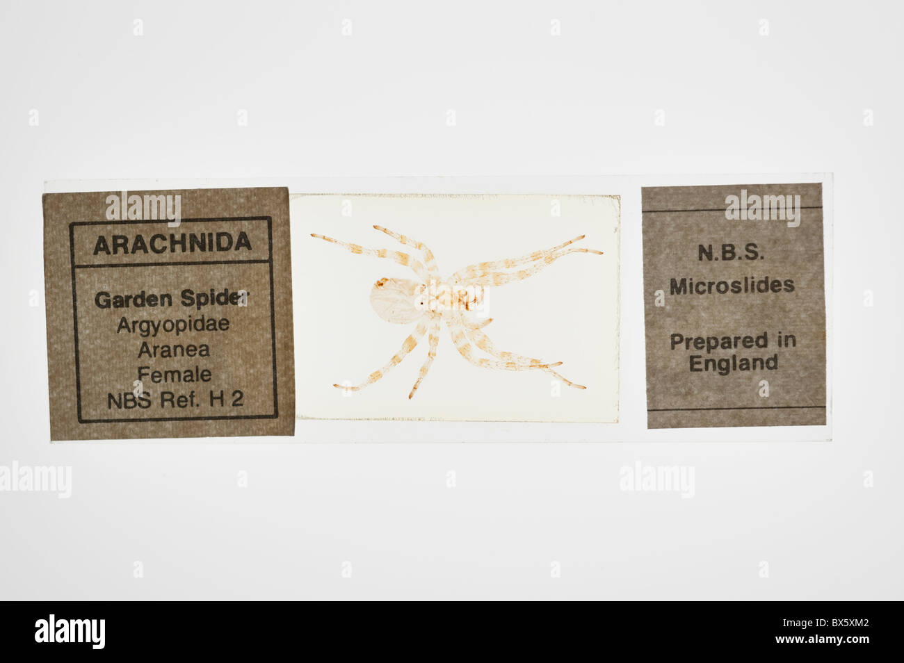 Microscope slide hi-res stock photography and images - Alamy