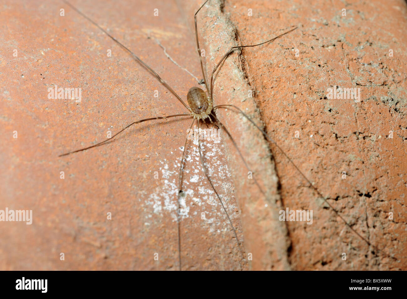 Garden wildlife, Arachnid, 'Harvestman', leiobunum rotundum, resting on ...