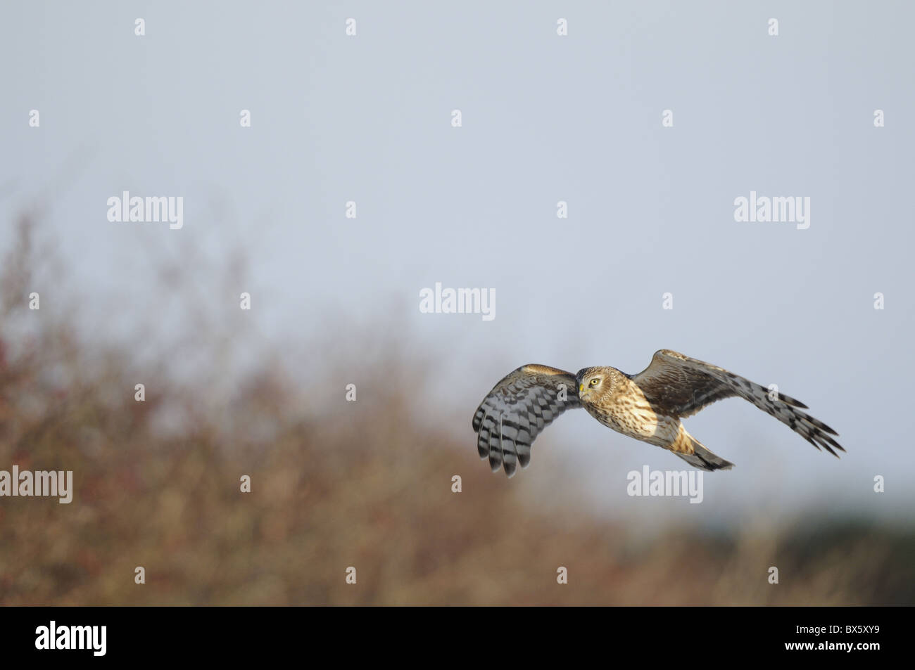 Hen Harrier, circus cyaneus, 'ringtail' hunting winter hedgerow ...