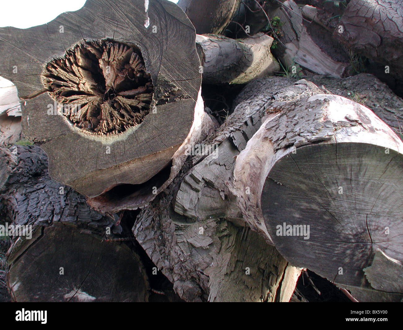 Inside of a tree trunk Stock Photo - Alamy