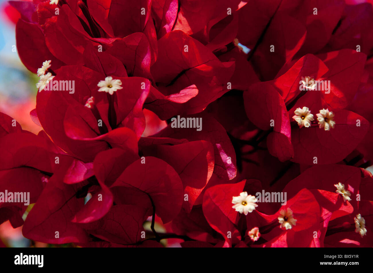 A close-up of red flowers Stock Photo - Alamy
