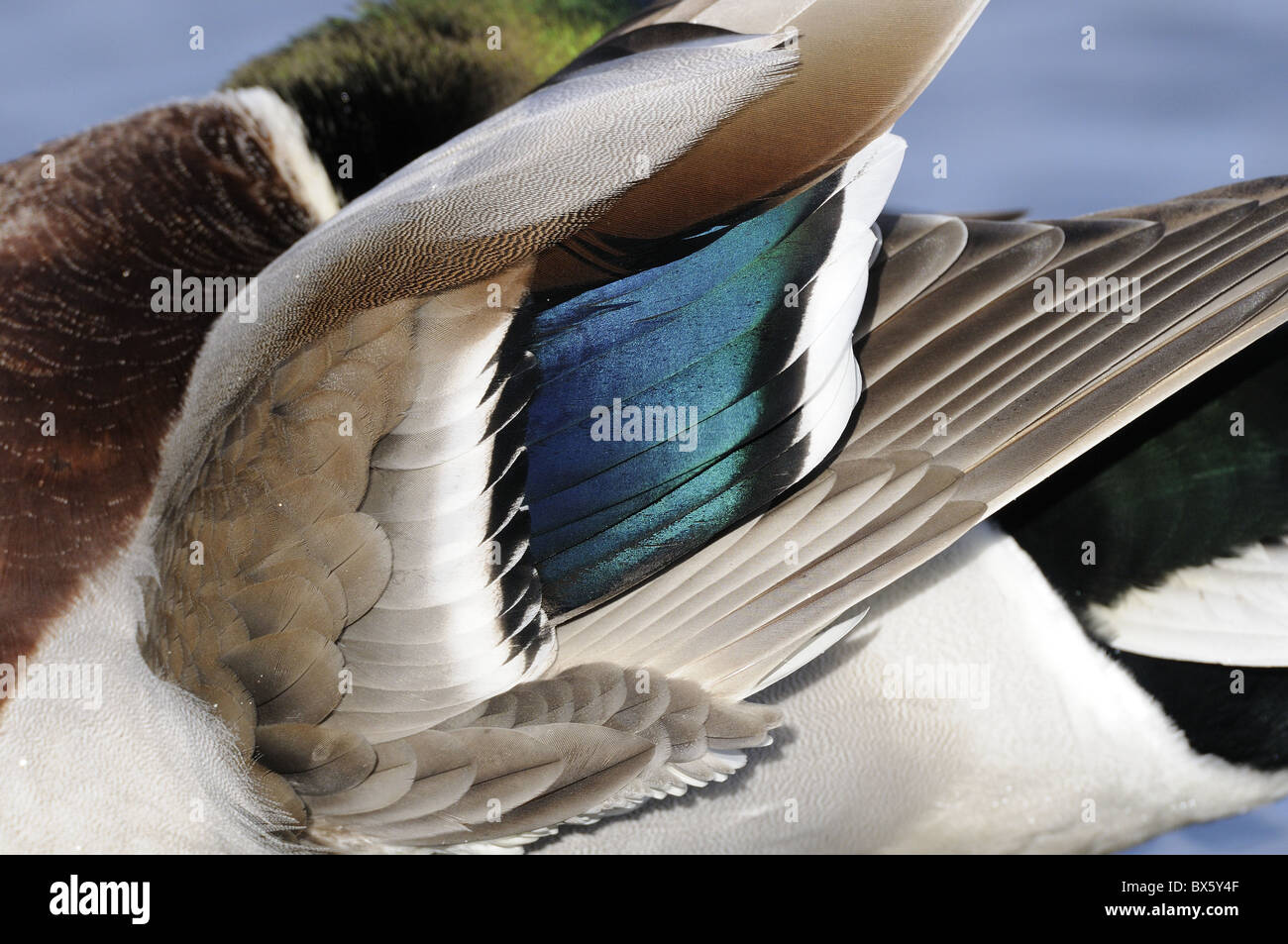 Duck exposed hi-res stock photography and images - Alamy