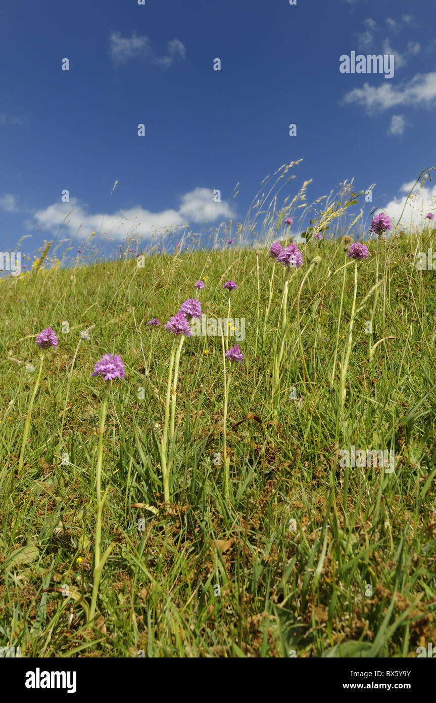 Pyramidal Orchids, anacamptis pyramidalis, growing on chalk grassland ...