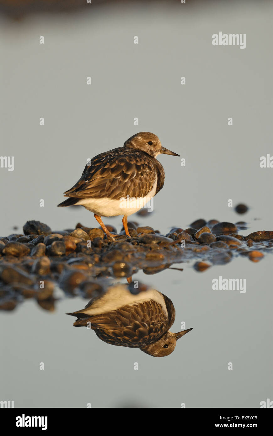 Arenaria interpres uk december hi-res stock photography and images - Alamy