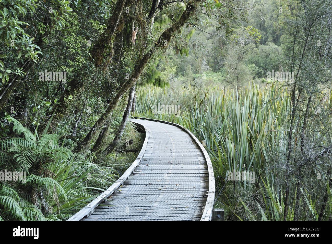 Path through rainforest, Westland Tai Poutini National Park, UNESCO ...