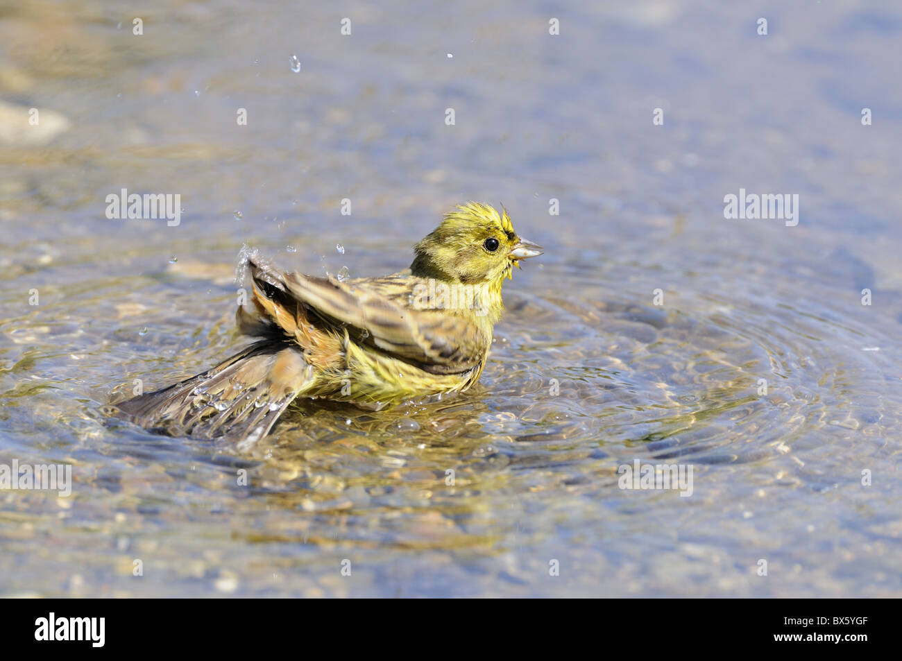 Yellowhammer (emberiza citrinella) male bathing in puddle, Norfolk, UK ...