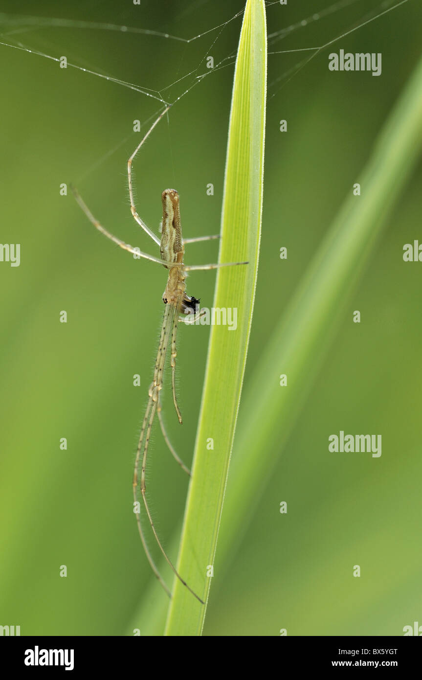 Spider, Tetragnatha extensa, common stretch spider, long jawed spider ...