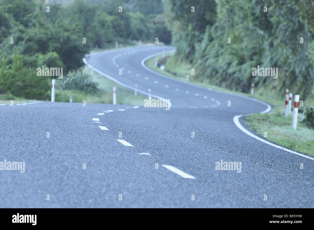Haast Highway and rainforest, West Coast, South Island, New Zealand ...
