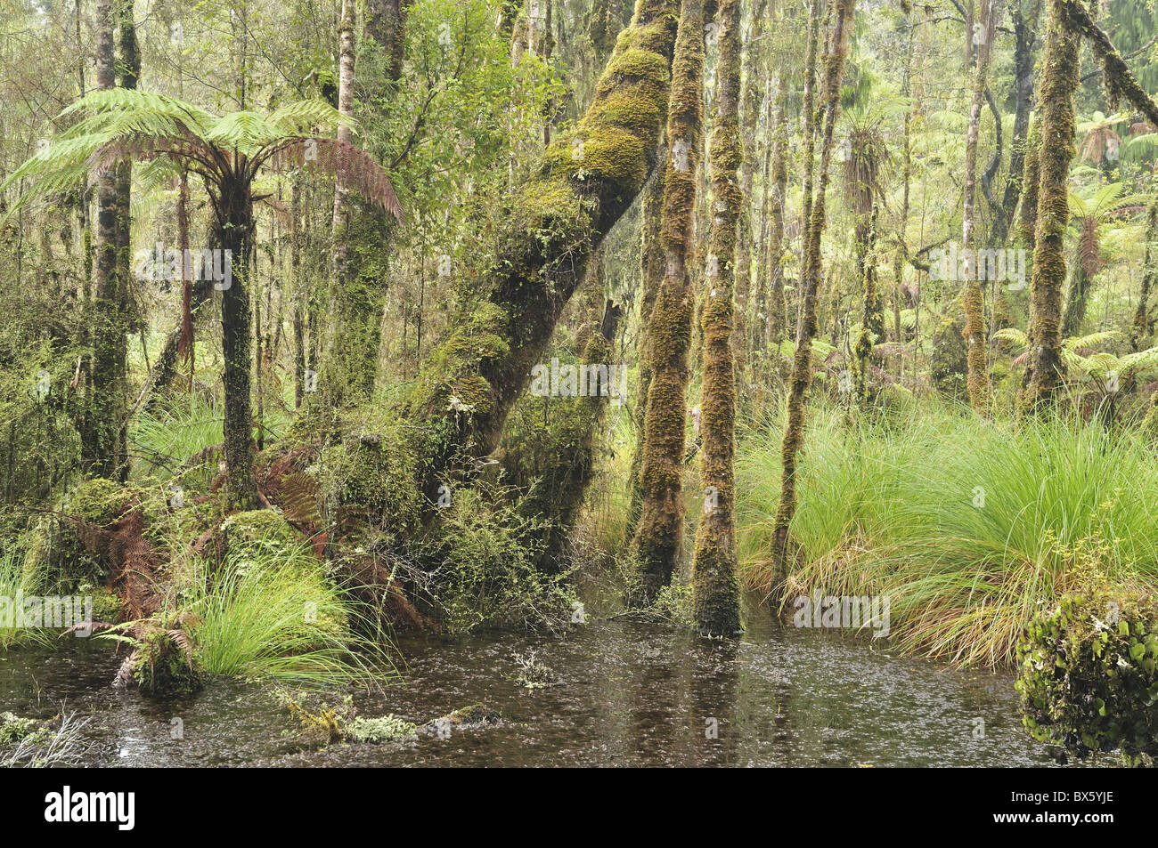 Swamp Forest, Ships Creek, West Coast, South Island, New Zealand ...