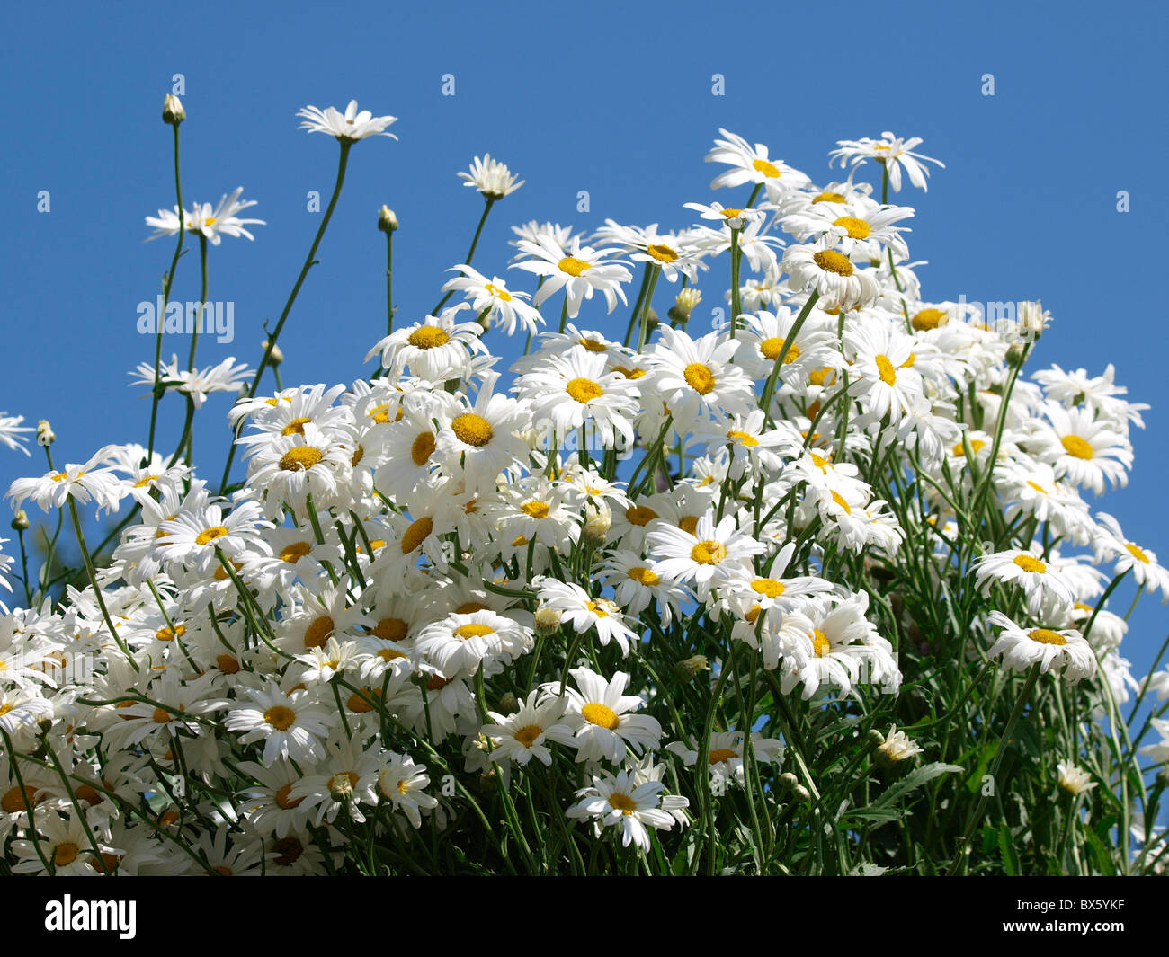 Blue marguerites hi-res stock photography and images - Alamy