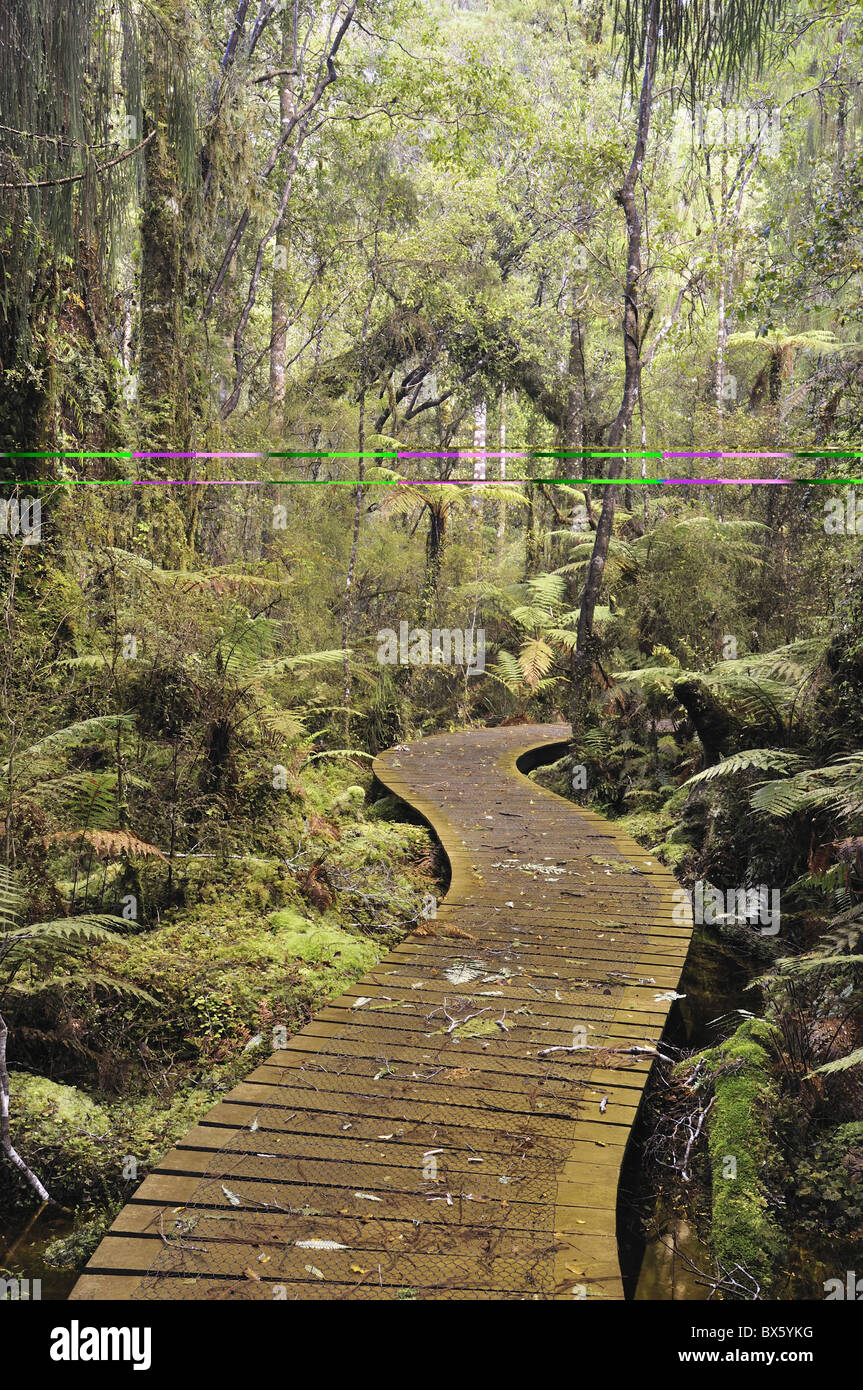 Walkway through Swamp Forest, Ships Creek, West Coast, South Island ...
