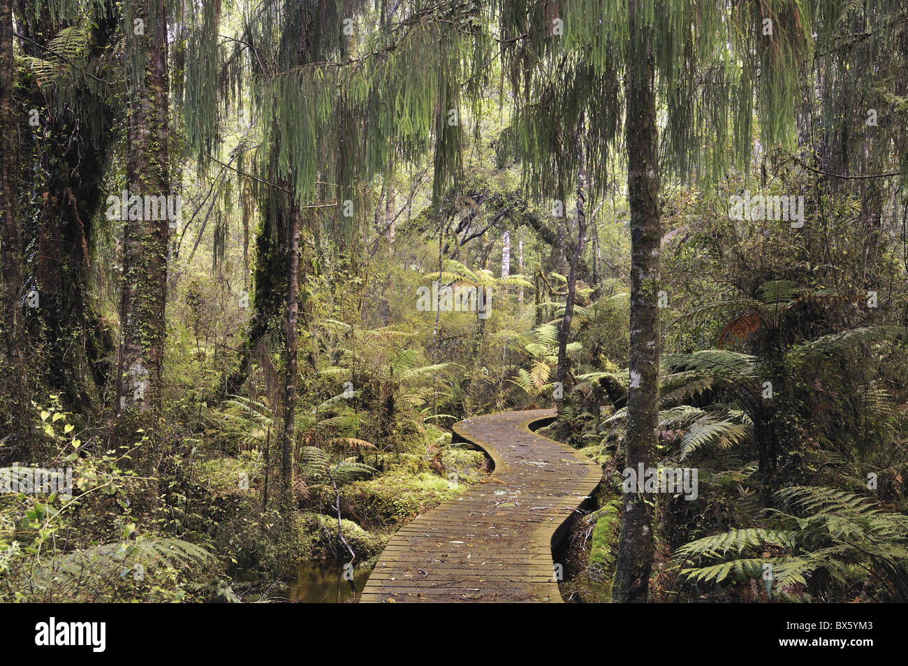 Walkway through Swamp Forest, Ships Creek, West Coast, South Island ...
