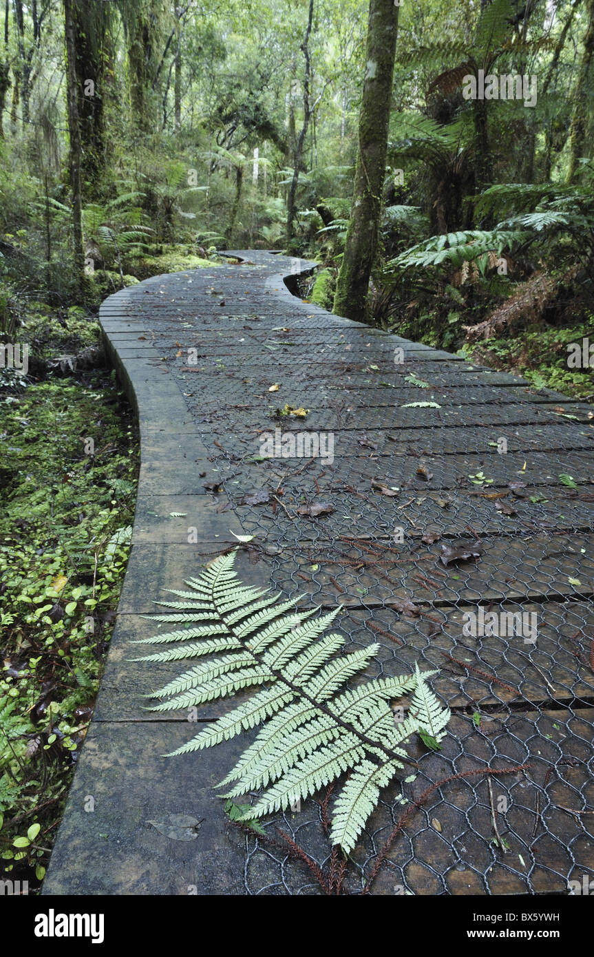 Walkway Through Swamp Stock Photos & Walkway Through Swamp Stock Images ...
