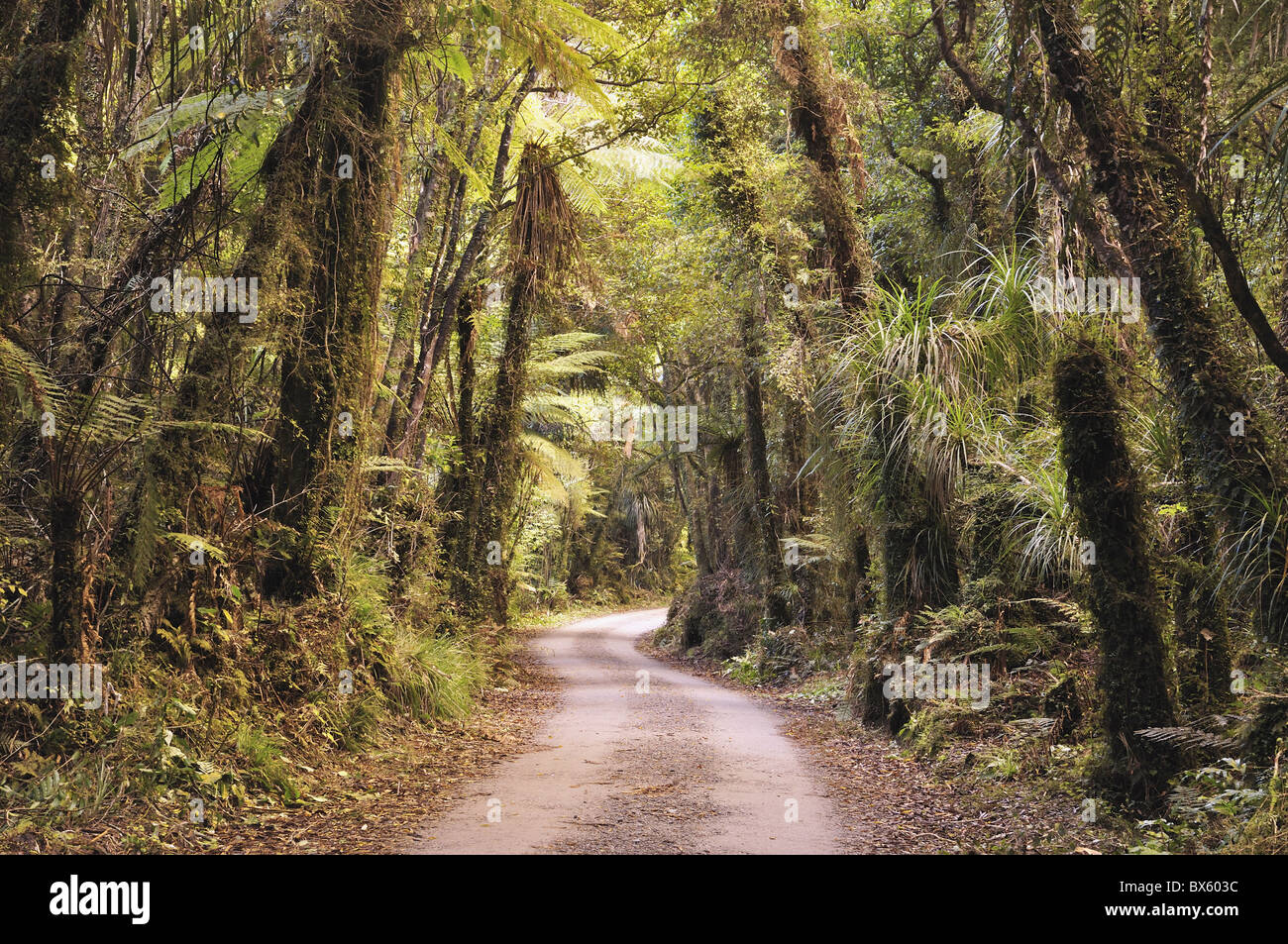 Native Forest, Lake Mahinapua, West Coast, South Island, New Zealand ...