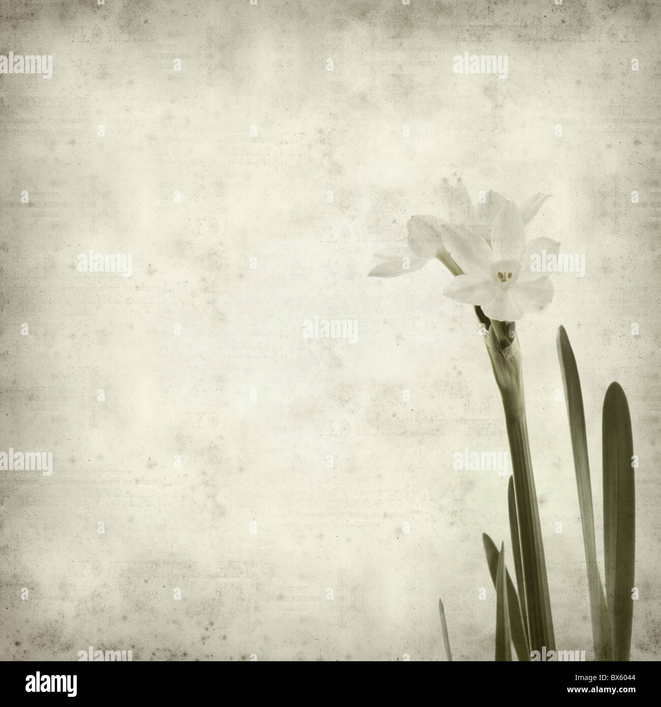 textured old paper background with Narcissus papyraceus; Paperwhite ...
