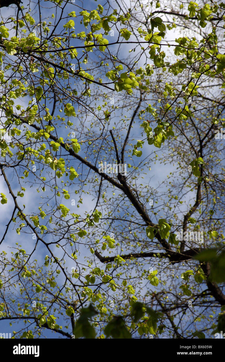 Lime trees in spring time Stock Photo - Alamy
