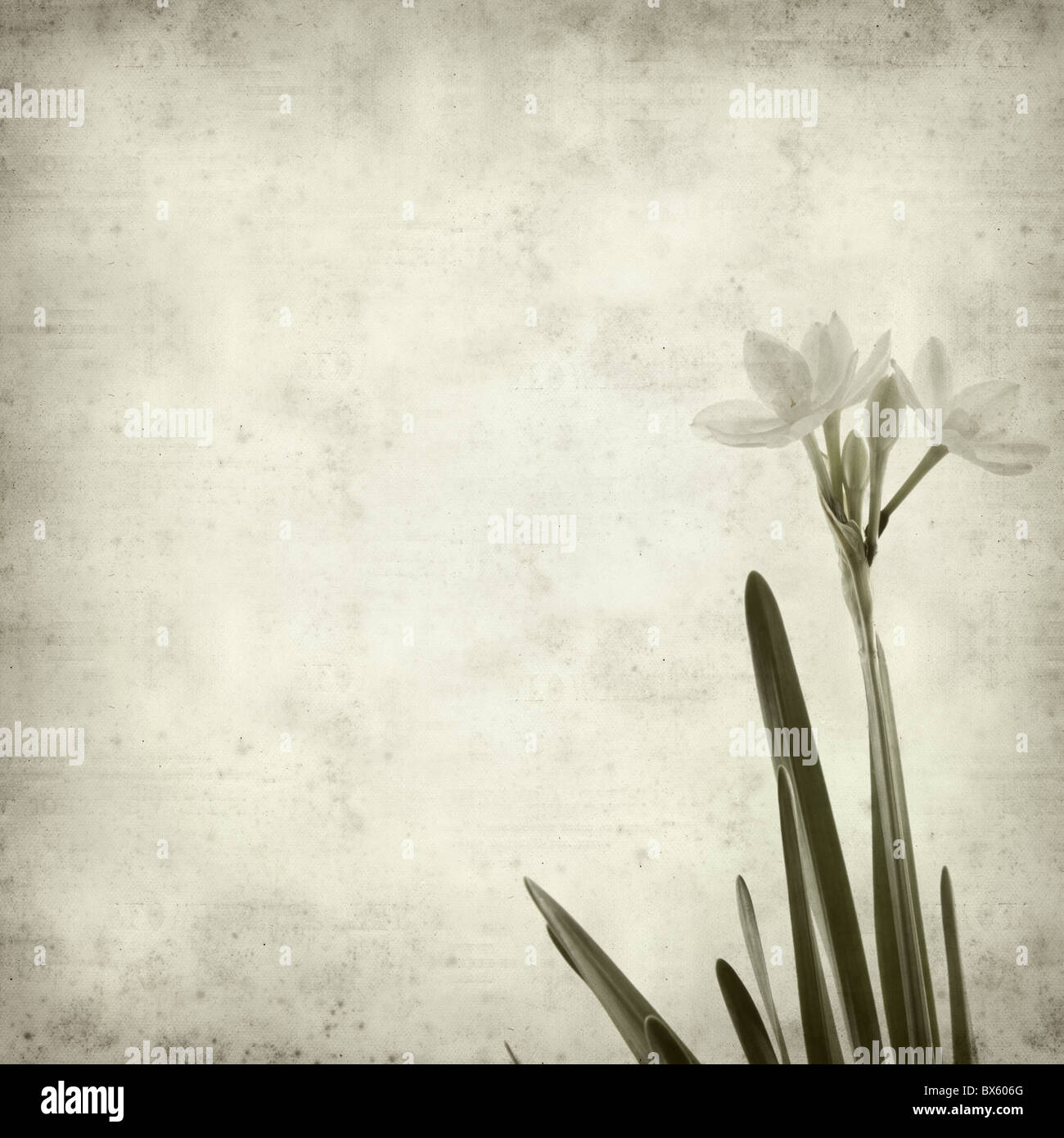 textured old paper background with Narcissus papyraceus; Paperwhite ...