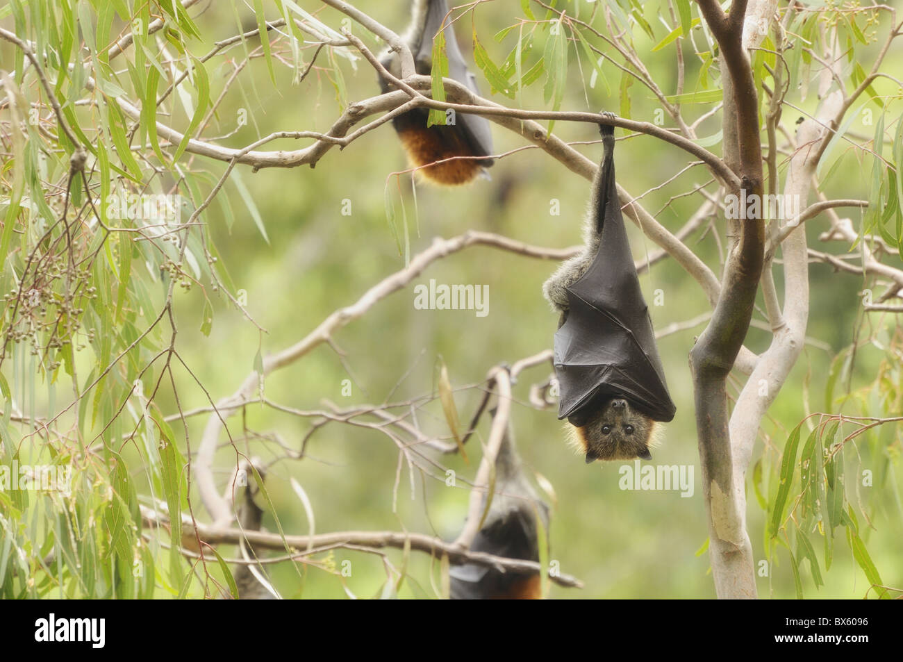 Grey-headed flying fox (Pteropus poliocephalus), Yarra Bend Park ...