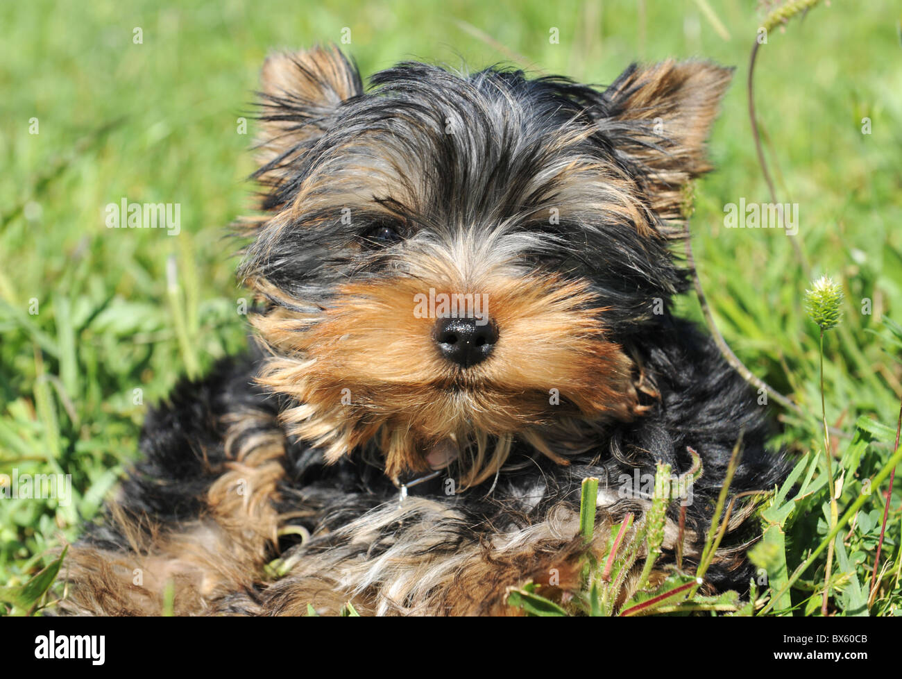 portrait of a purebred puppy yorkshire terrier in a field Stock Photo ...