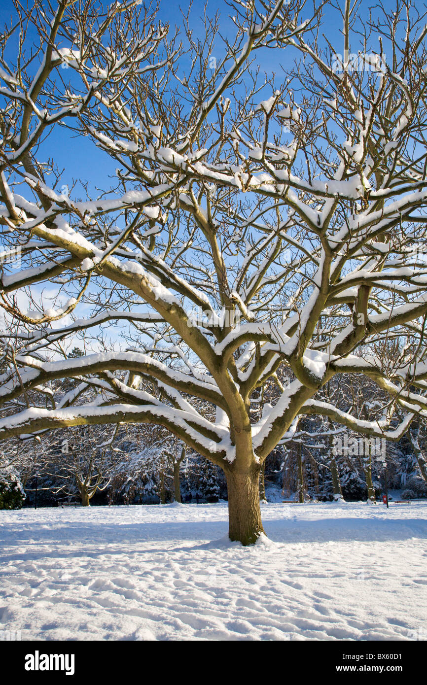 Snow Covered Tree in Valley Gardens Harrogate North Yorkshire England ...