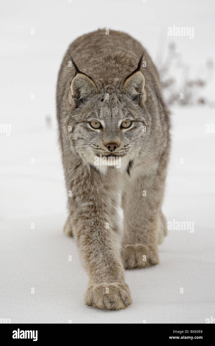 Lynx canadensis canadensis hi-res stock photography and images - Alamy