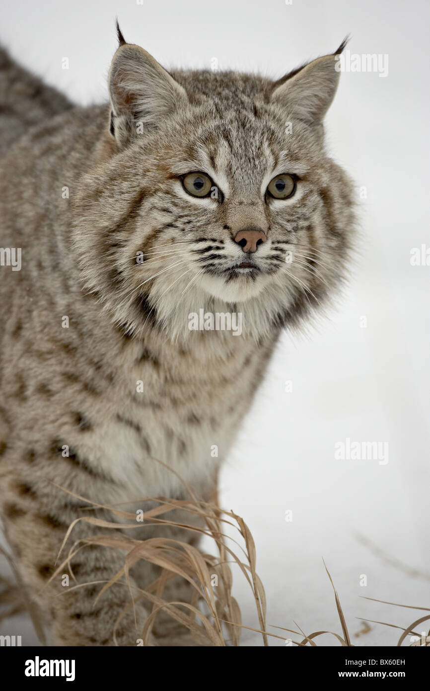 Bobcat side view hi-res stock photography and images - Alamy