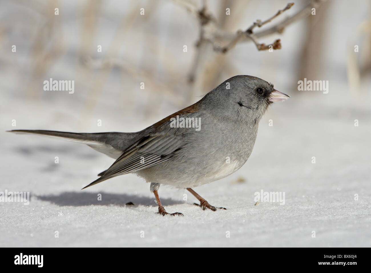 Slate-Colored Junco (Junco hyemalis hyemalis), a Dark-Eyed Junco (Junco ...