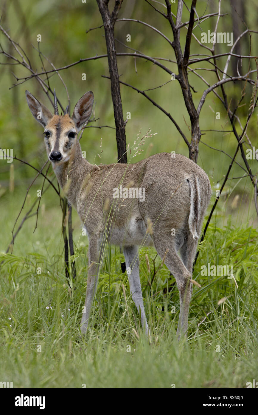 Common Duiker or Grey Duiker (Sylvicapra grimmia), Kruger National Park ...