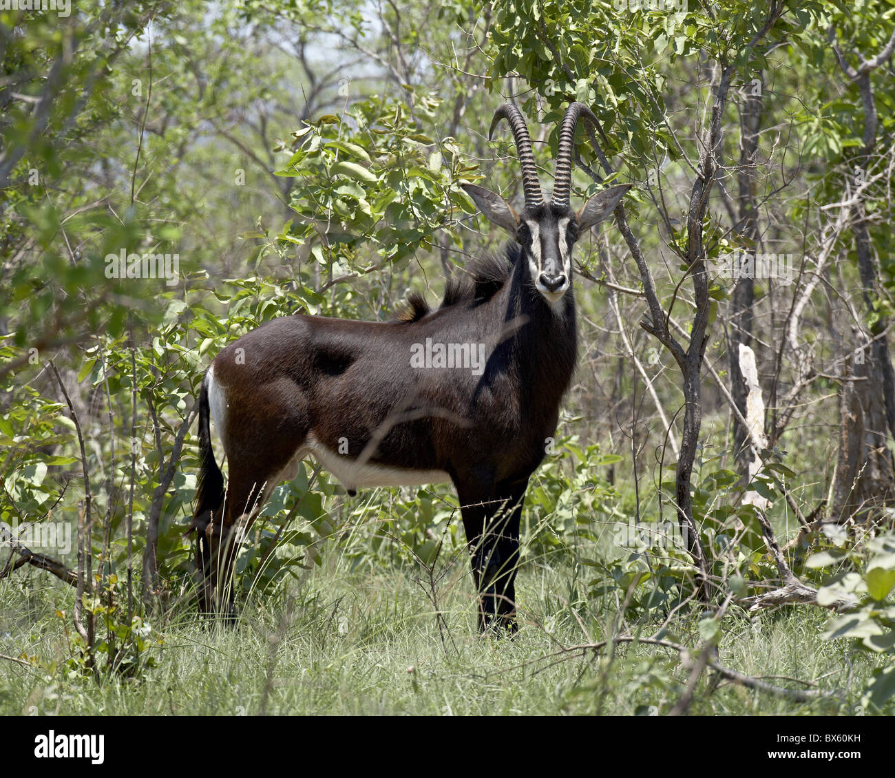 Sable Antelope (Hippotragus niger), Kruger National Park, South Africa ...