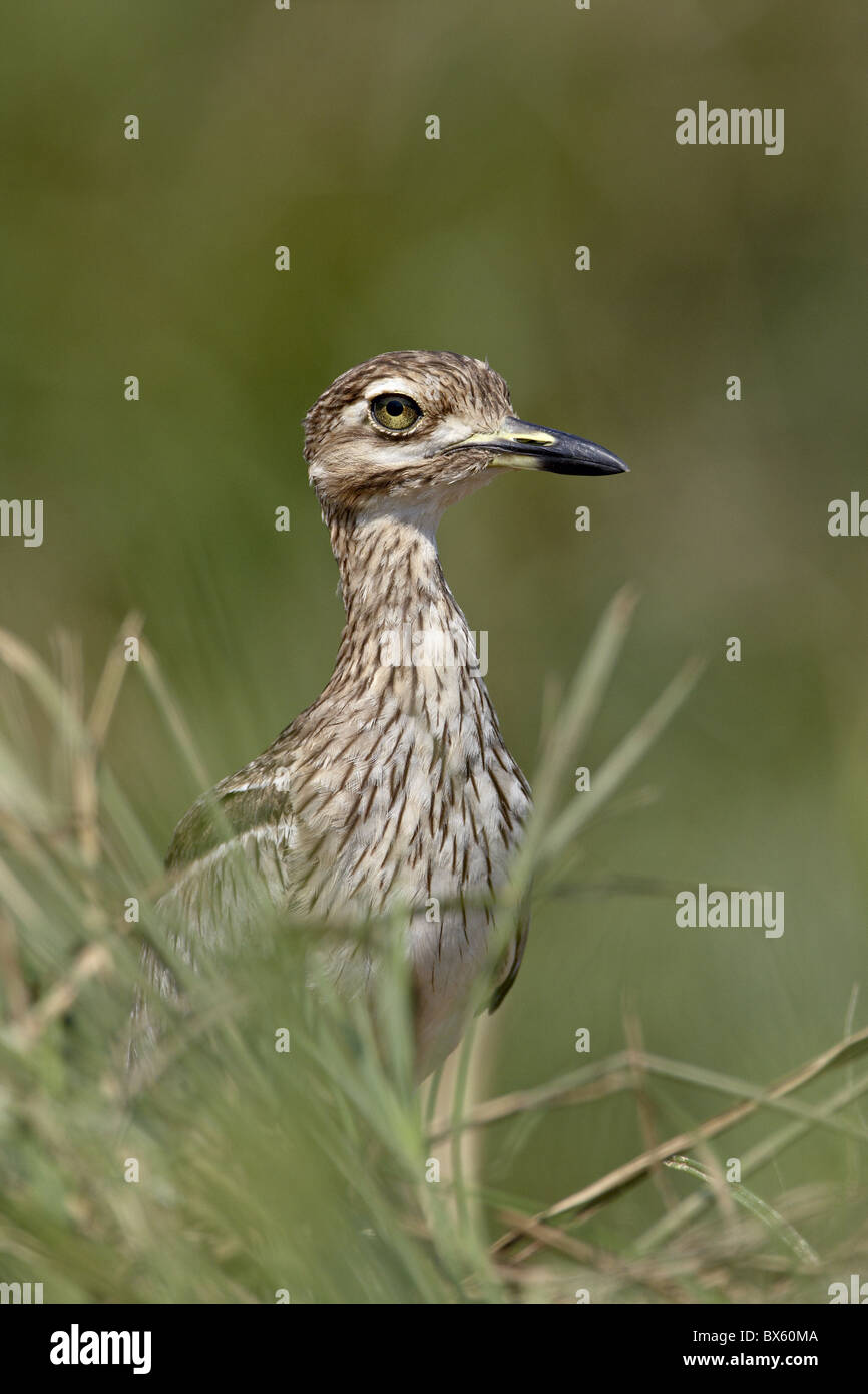 Water Thickknee (Water Dikkop) (Burhinus vermiculatus), Kruger National ...
