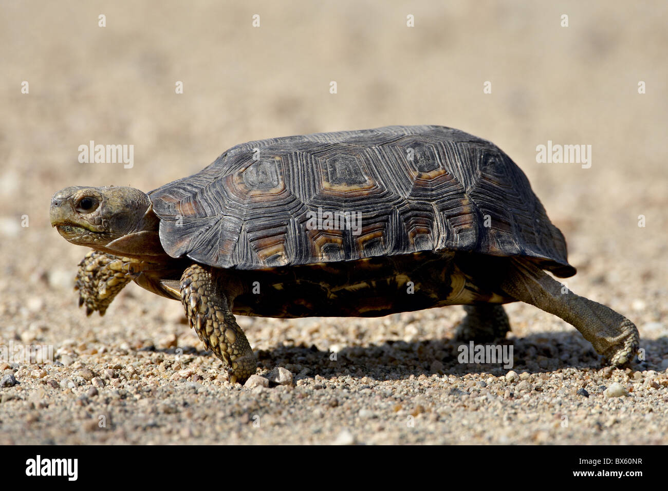 Kinixys spekii hi-res stock photography and images - Alamy