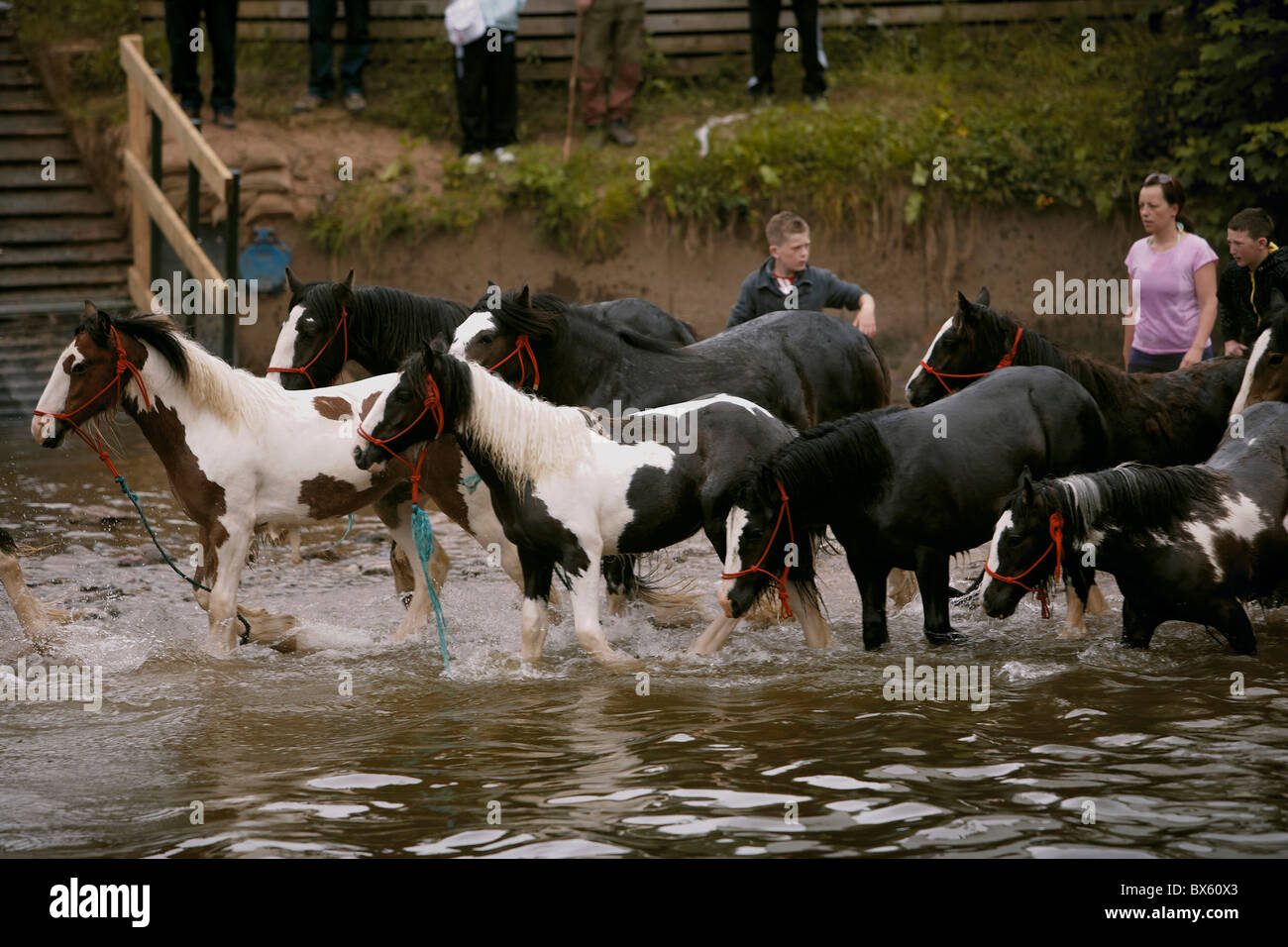 Gypsy travellers washing horses in the river Eden during the Appleby ...