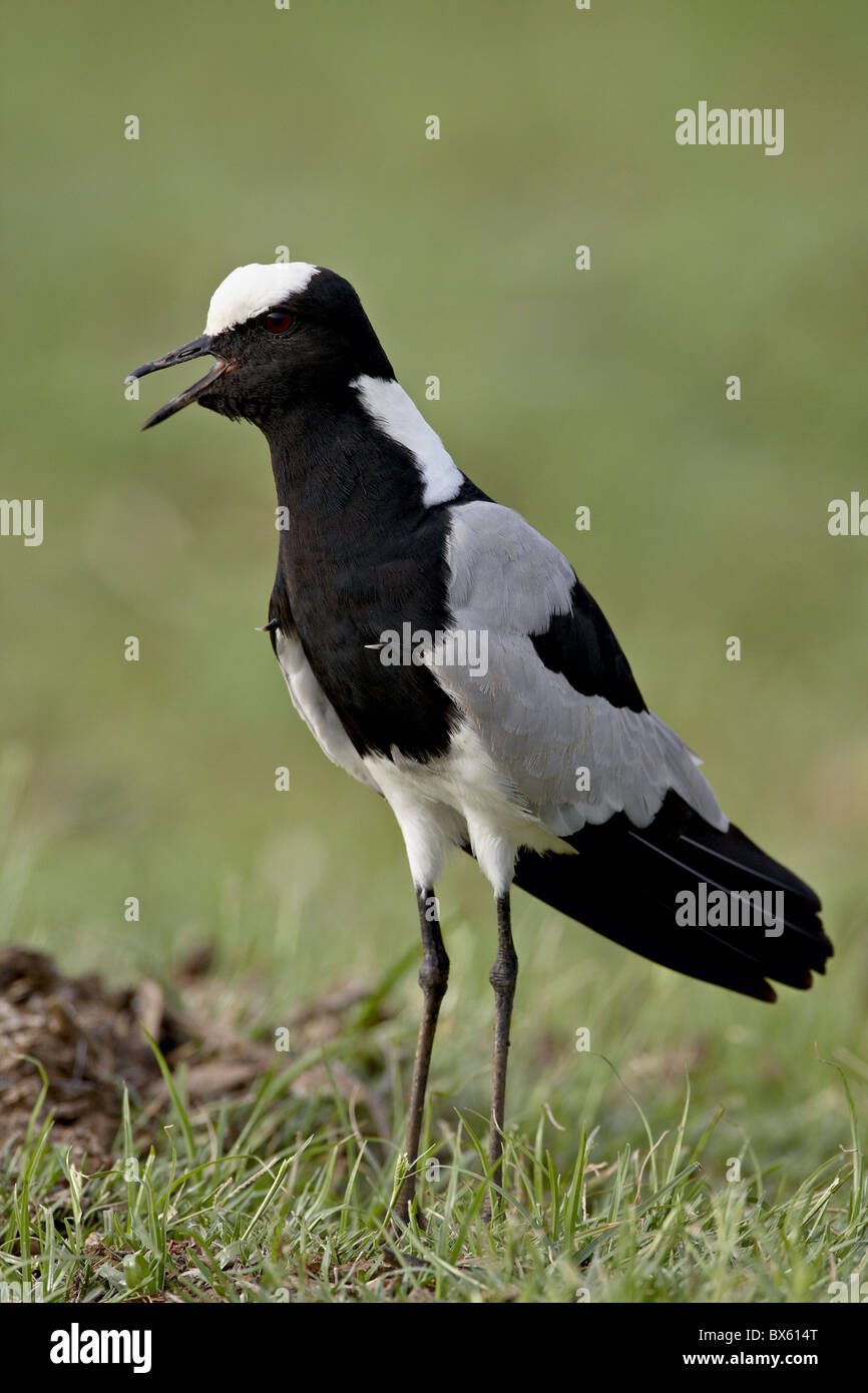 Blacksmith Plover or Blacksmith Lapwing (Vanellus armatus), Kruger ...