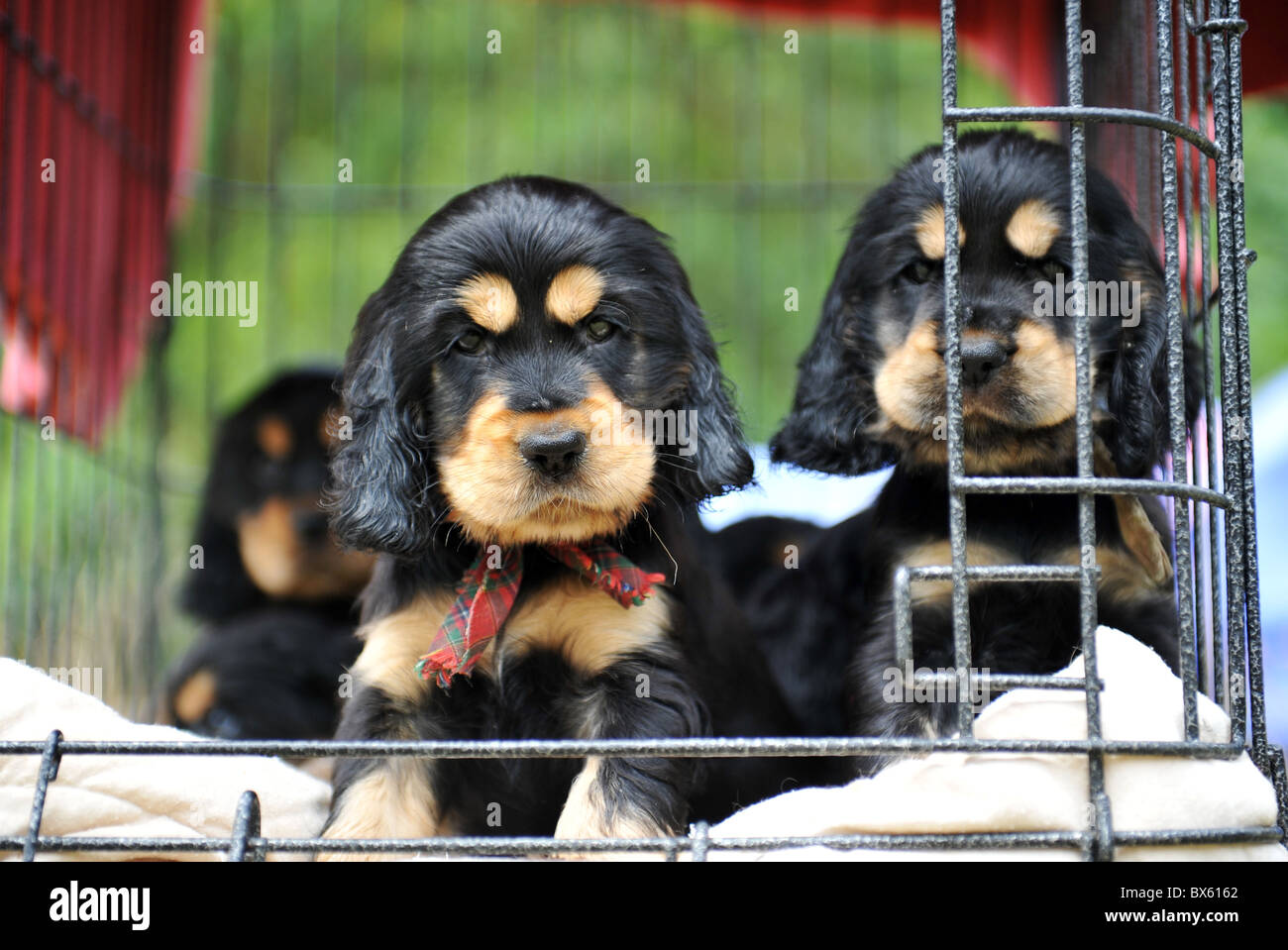 cute puppies purebred cocker spaniel waiting their owner Stock Photo ...