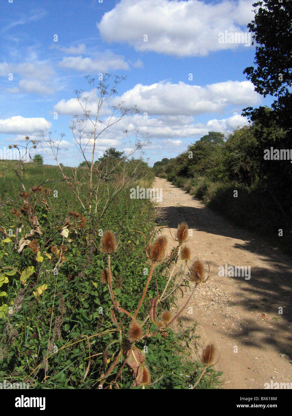 Dirt road in the English countryside Stock Photo - Alamy