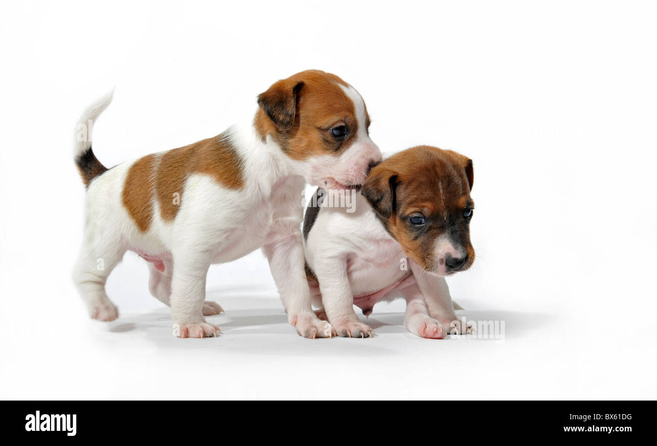 two puppies purebred jack russel terrier playing on a white background ...