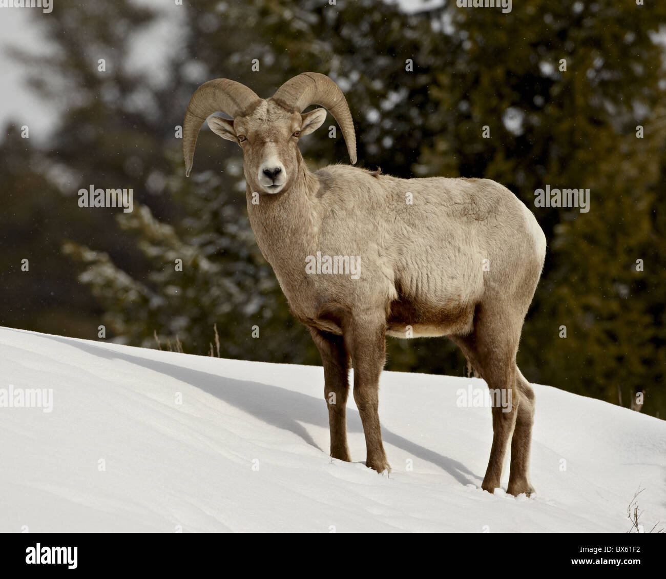 Horned sheep in snow hi-res stock photography and images - Alamy