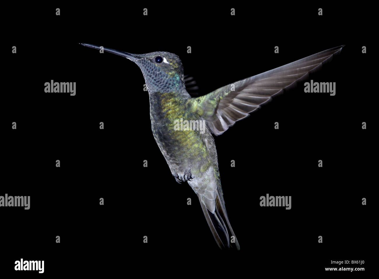Male magnificent hummingbird (Eugenes fulgens) in flight, Madera Canyon ...