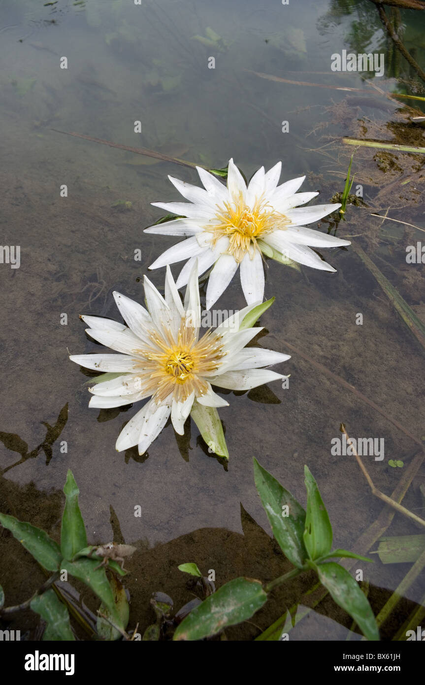 Water lily flowers (Nymphaeaceae) in a river in the Huasteca Potosina ...