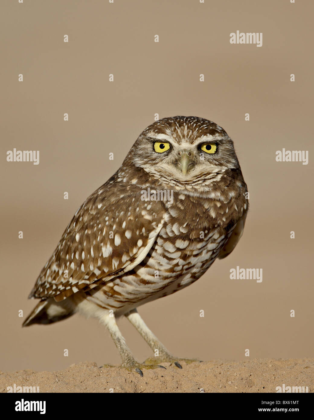 Burrowing owl (Athene cunicularia), Salton Sea, California, United ...