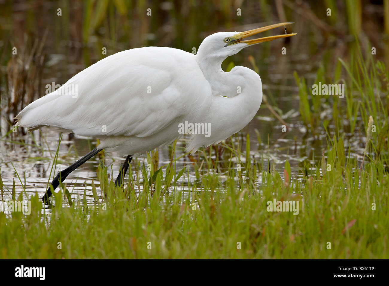 Flipping bird hi-res stock photography and images - Alamy