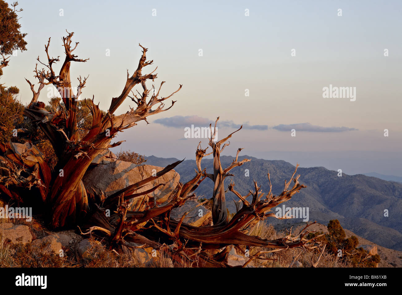 California juniper hi-res stock photography and images - Alamy