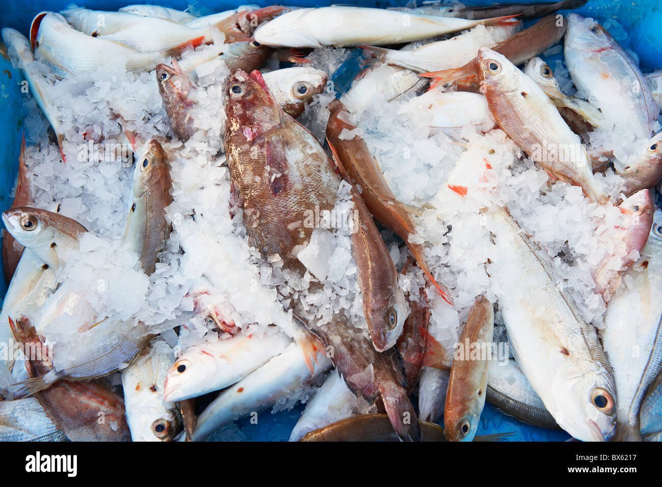 Fish in an ice tray Stock Photo - Alamy
